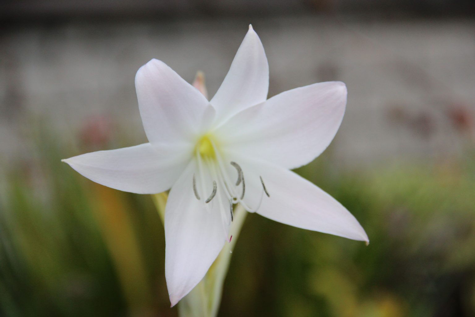 Crinum x powellii ‘Album’ – Meeuwissen Voorhout – Bloembollen ...