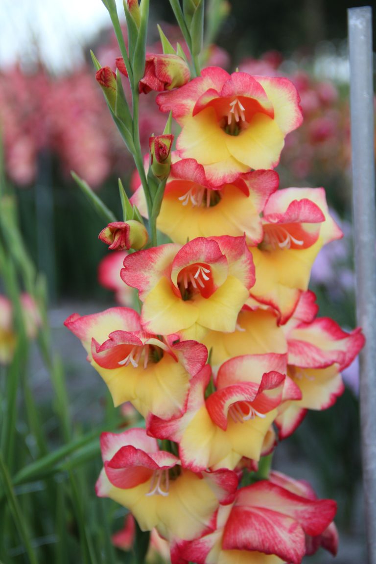 Gladiolus primulinus ‘Las Vegas’ – Meeuwissen Voorhout – Bloembollen ...