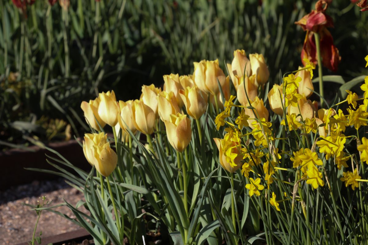 Tulipa batalinii ‘Bright Gem’ – Meeuwissen Voorhout – Bloembollen ...