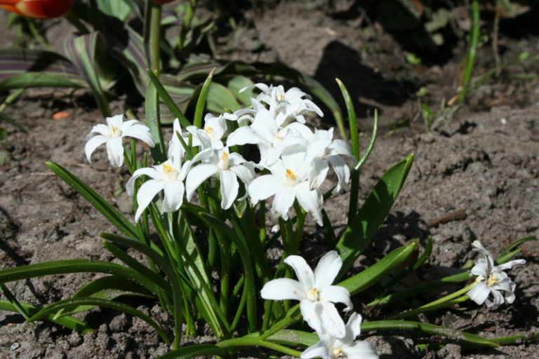 Chionodoxa luciliae ‘Alba’ – Meeuwissen Voorhout – Bloembollen ...