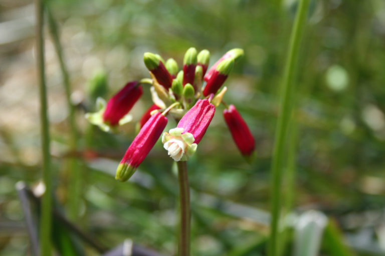 Dichelostemma ida-maia – Meeuwissen Voorhout – Bloembollen – Specialist ...