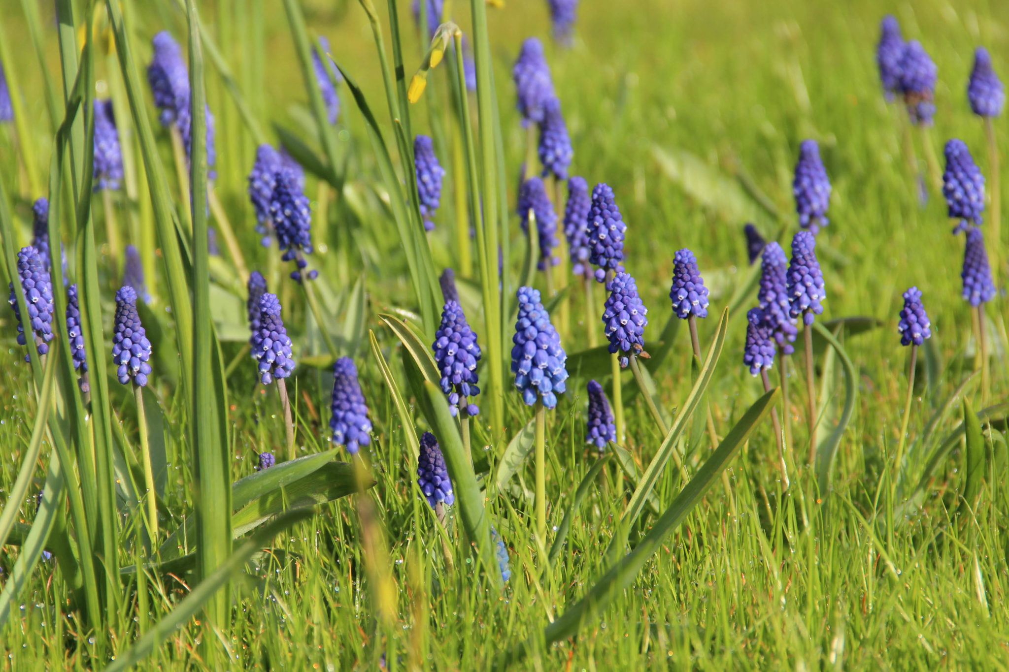Muscari botryoides ‘Superstar’ – Meeuwissen Voorhout – Bloembollen ...