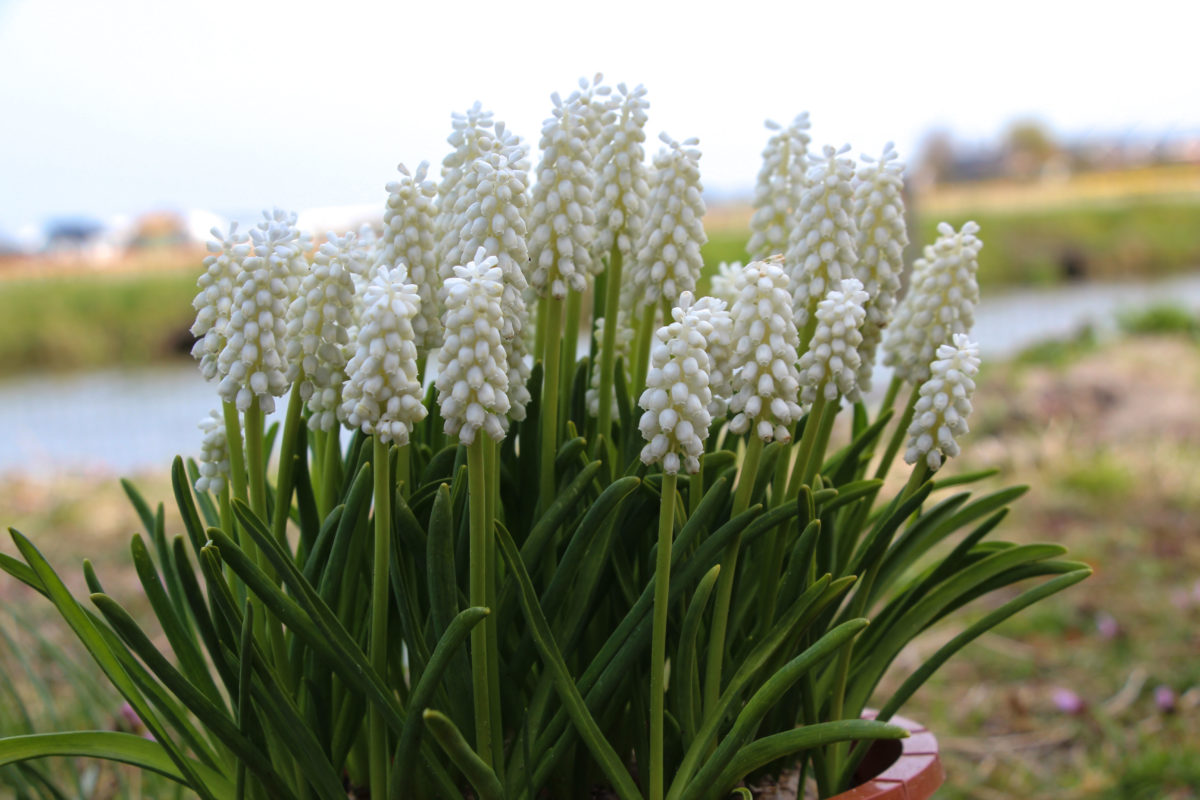 Muscari botryoides ‘Album’ – Meeuwissen Voorhout – Flower bulbs ...