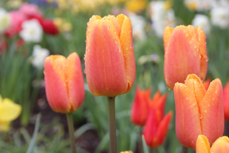 Tulipa ‘Bellville’ – Meeuwissen Voorhout – Bloembollen – Specialist in ...