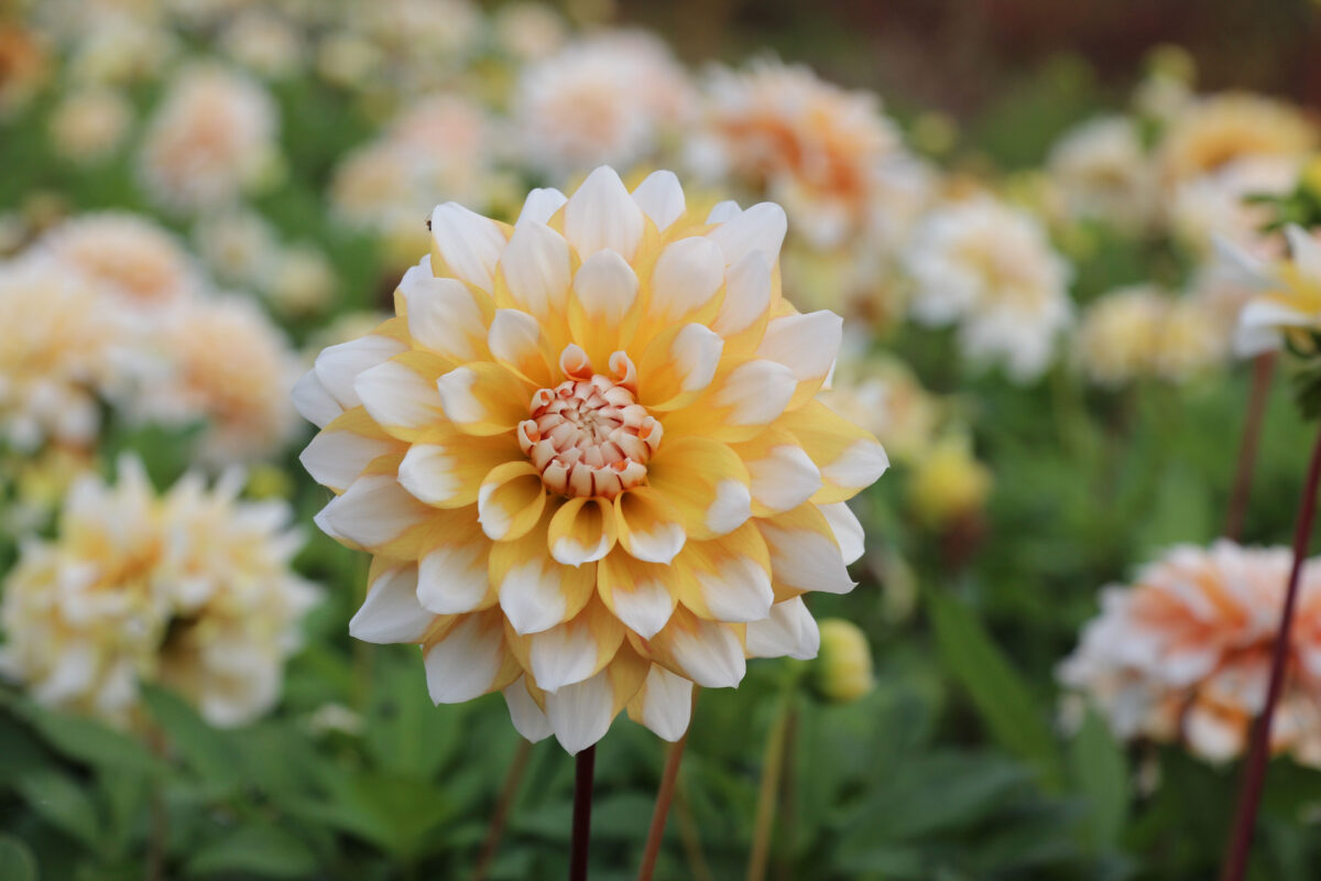 Dahlia ‘Seattle’ – Meeuwissen Voorhout – Bloembollen – Specialist in ...