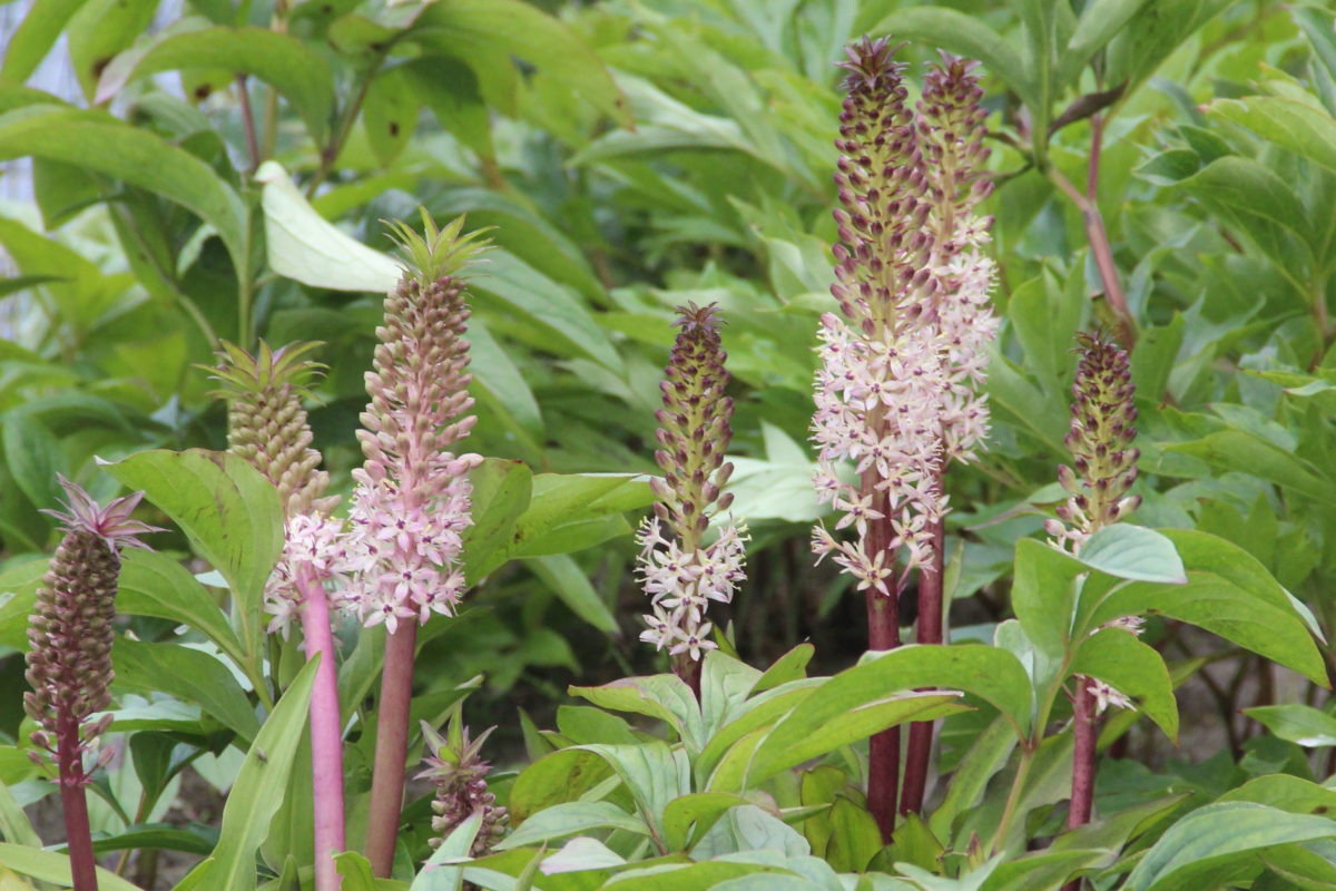 Eucomis comosa – Meeuwissen Voorhout – Bloembollen – Specialist in ...