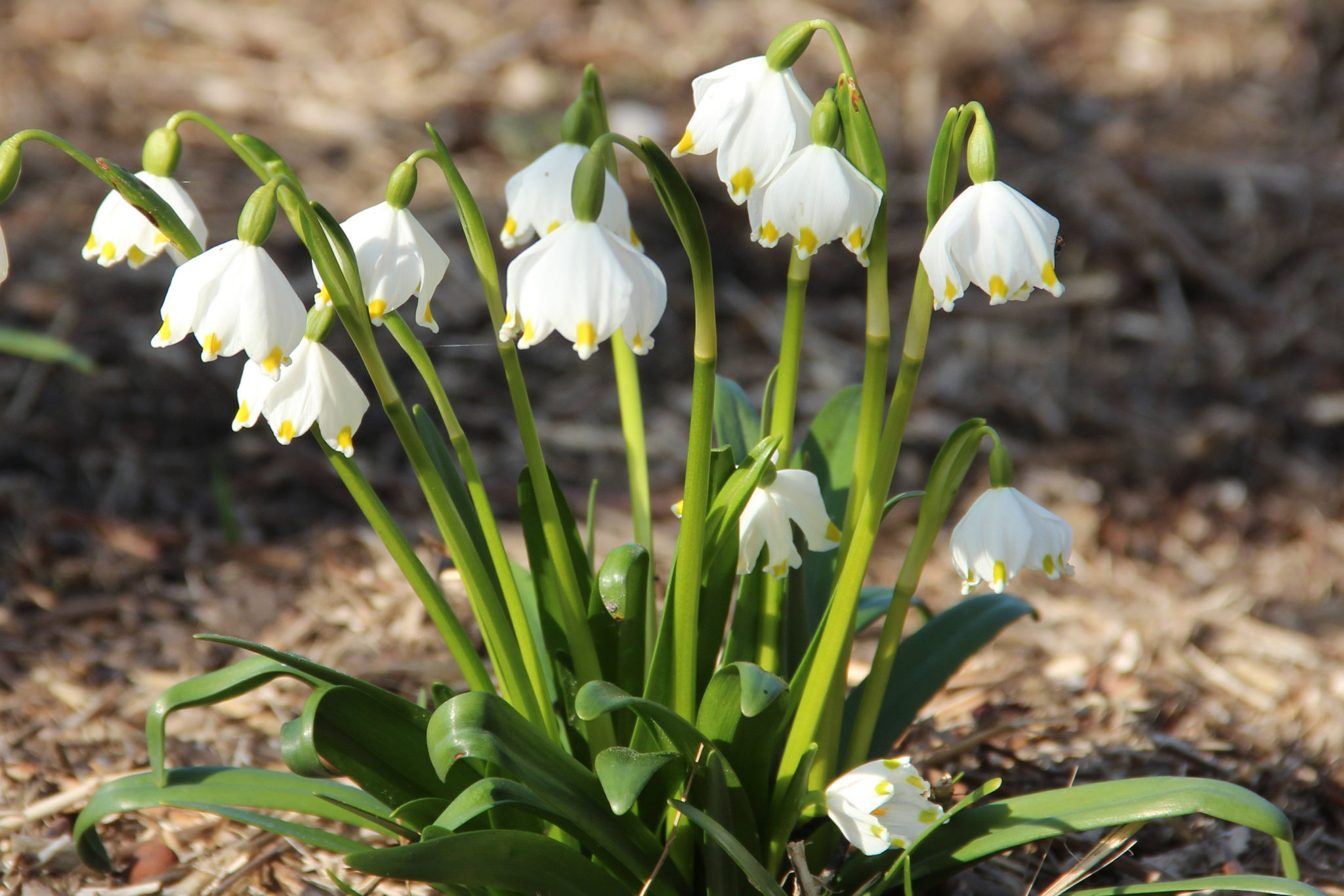 Leucojum vernum “in the green” – Meeuwissen Voorhout – Bloembollen ...