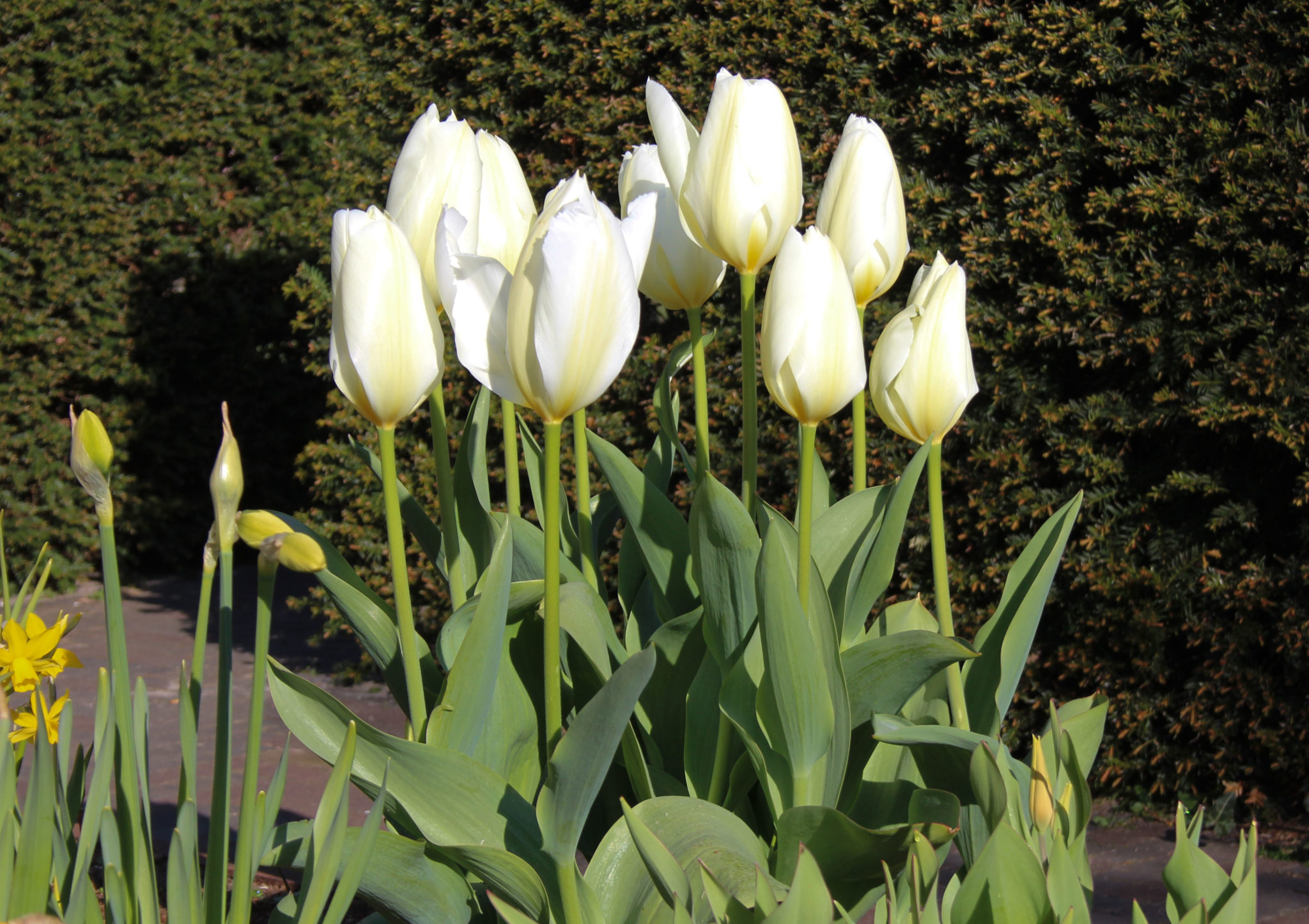 Tulipa ‘Purissima’ – Meeuwissen Voorhout – Bloembollen – Specialist in ...