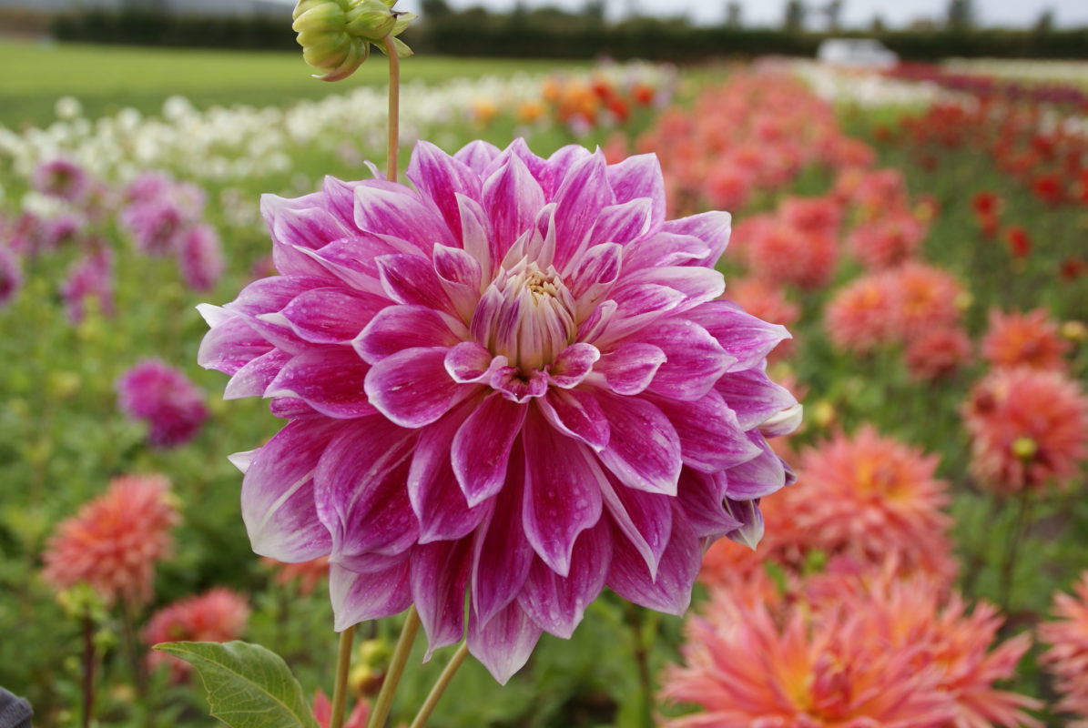 Dahlia ‘Purple Explosion’ – Meeuwissen Voorhout – Bloembollen ...