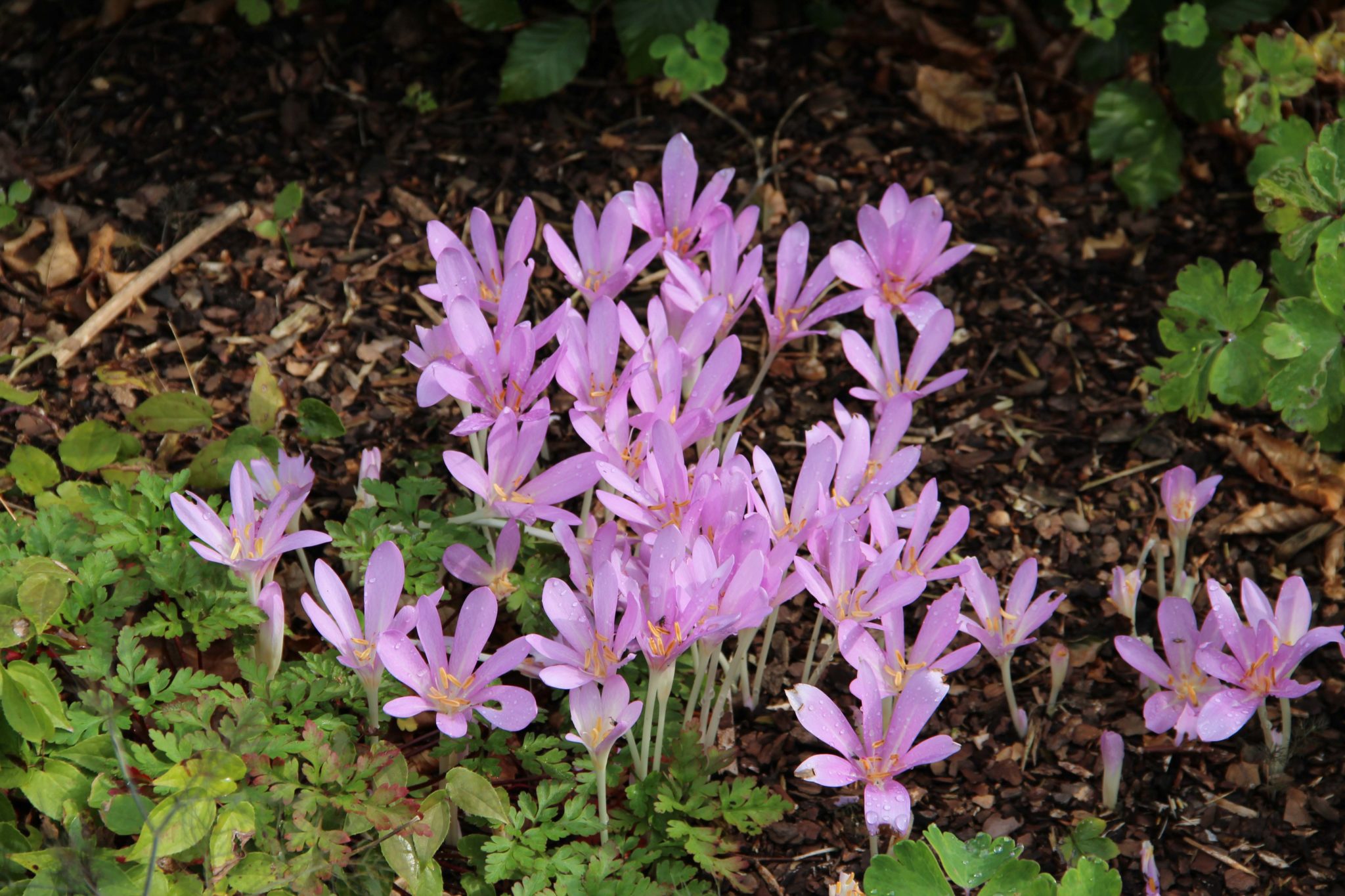 Colchicum autumnale var. minor – Meeuwissen Voorhout – Bloembollen ...