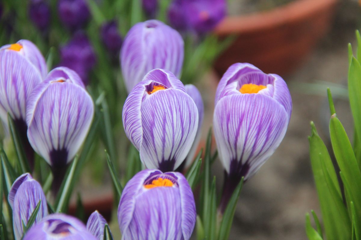 Crocus vernus ‘Pickwick’ – Meeuwissen Voorhout – Bloembollen – Specialist in narcissen en wildtulpen