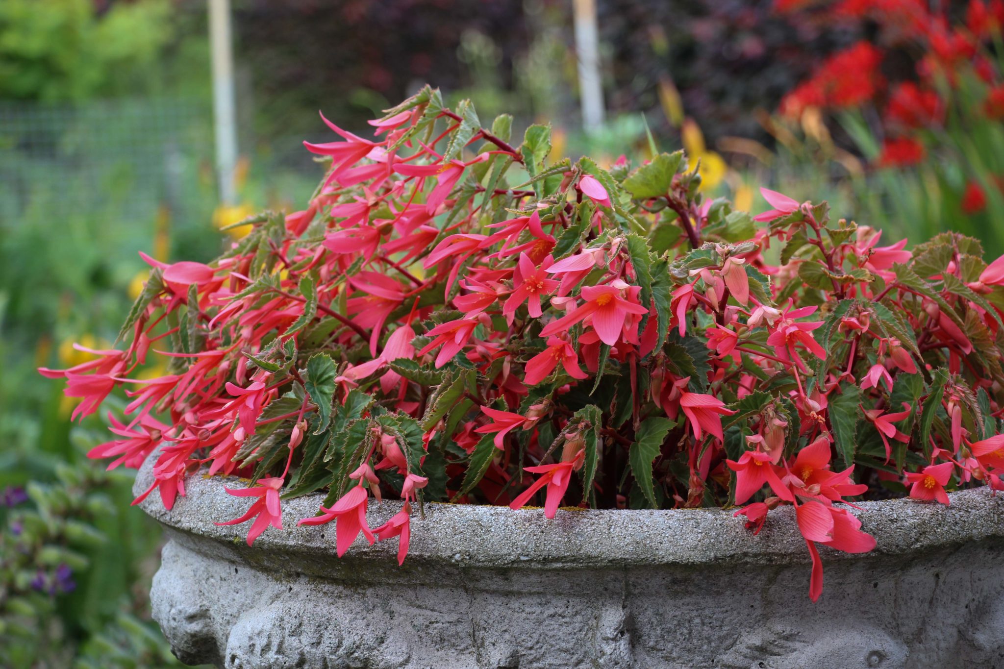 Begonia boliviensis ‘San Francisco’ – Meeuwissen Voorhout – Bloembollen ...