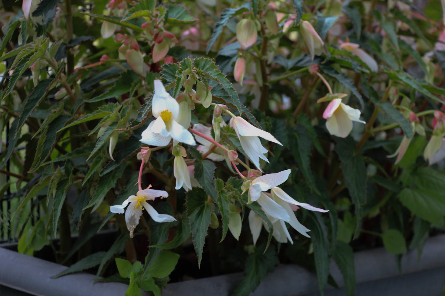 Begonia boliviensis ‘Santa Barbara’ – Meeuwissen Voorhout – Bloembollen ...