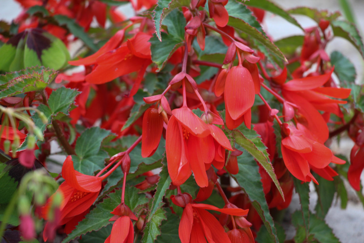 Begonia boliviensis ‘Santa Cruz’ – Meeuwissen Voorhout – Bloembollen ...