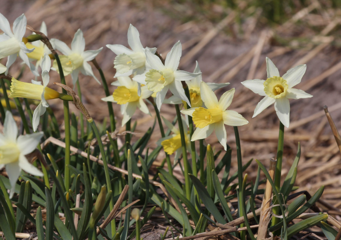 Narcissus ‘Elka’ – Meeuwissen Voorhout – Flower bulbs – Specialist in ...