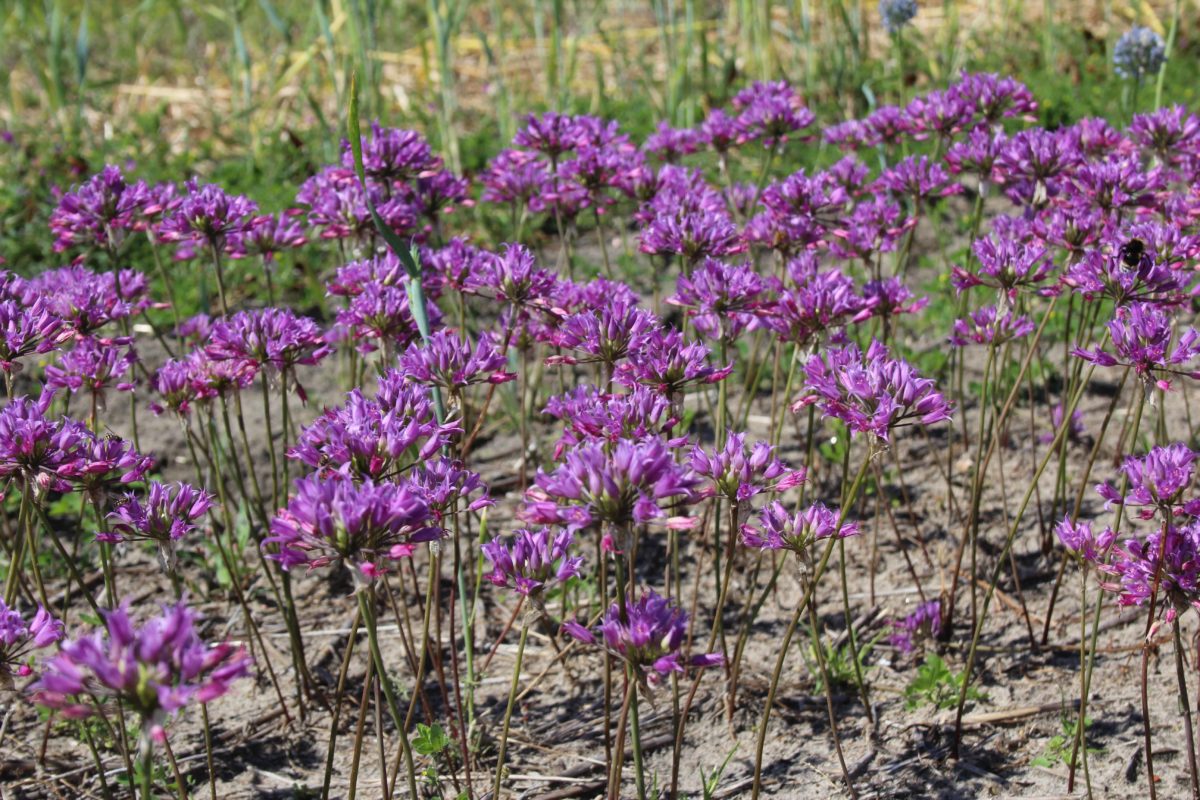 Allium acuminatum – Meeuwissen Voorhout – Bloembollen – Specialist in ...