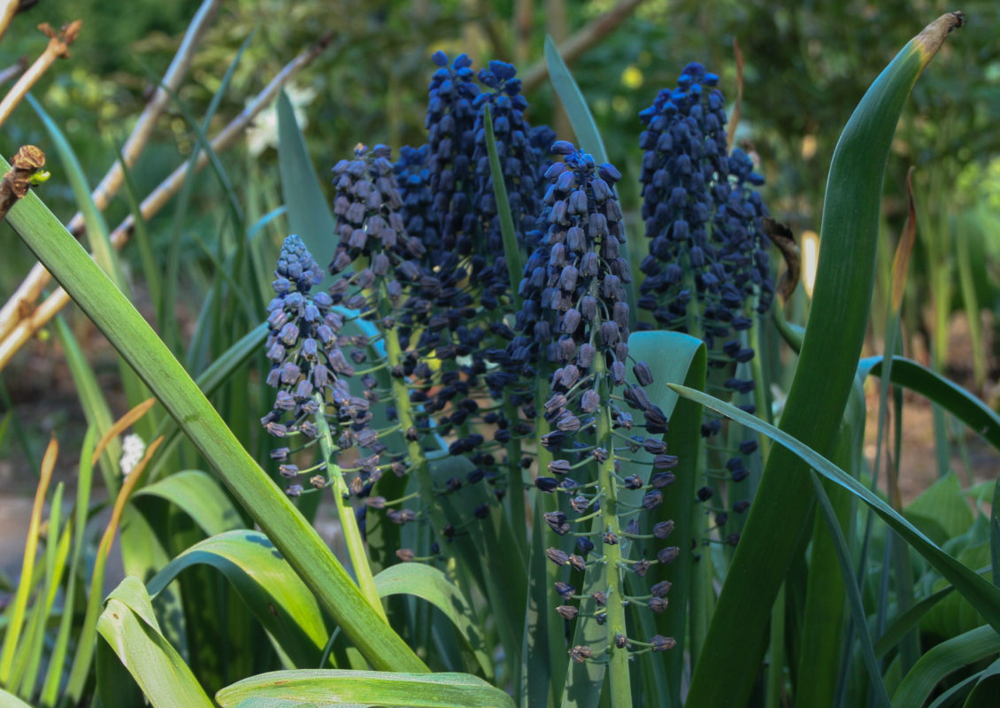 Bellevalia pycnantha – Meeuwissen Voorhout – Flower bulbs – Specialist ...