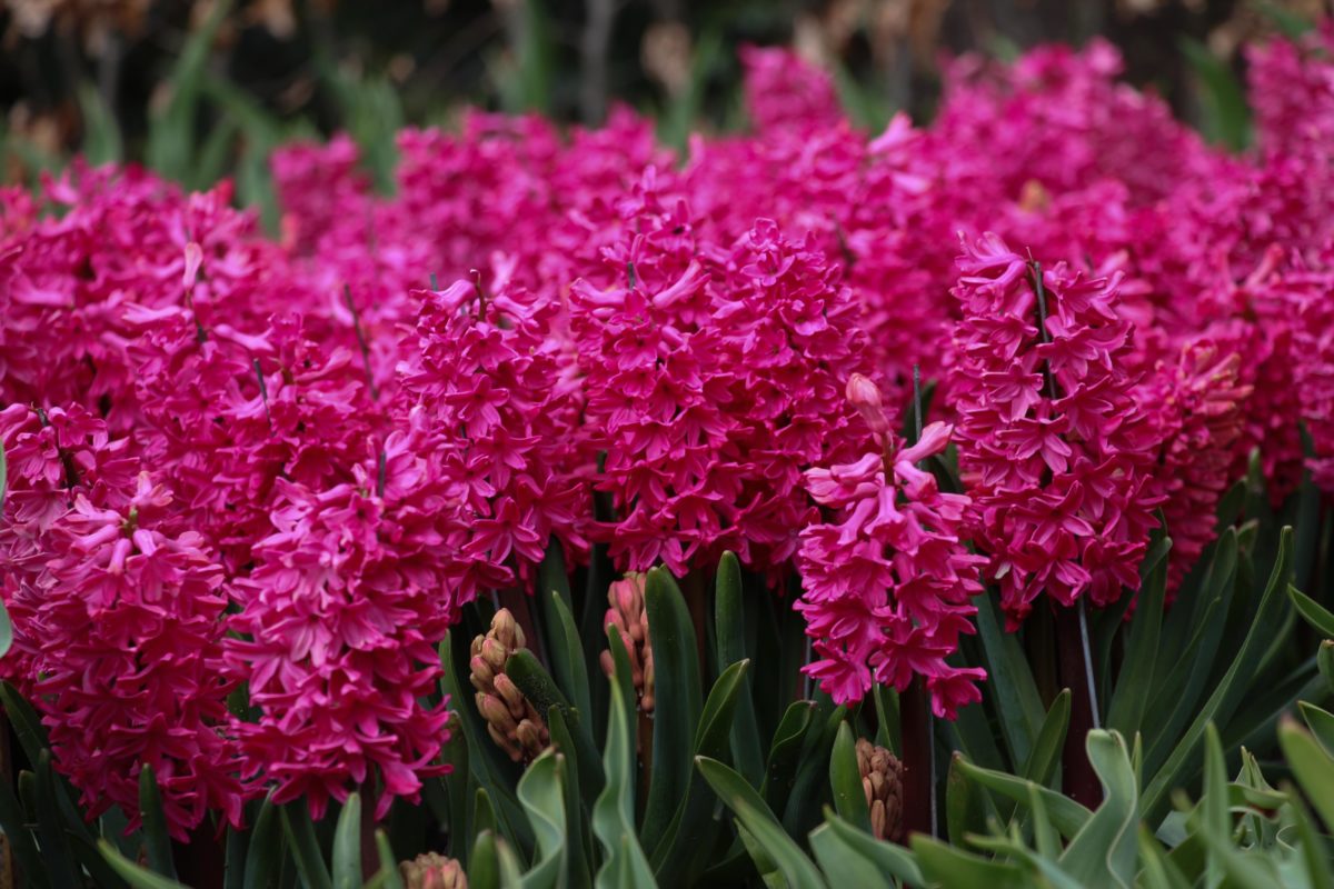 Hyacinthus orientalis ‘Jan Bos’ – Meeuwissen Voorhout – Bloembollen – Specialist in narcissen en ...