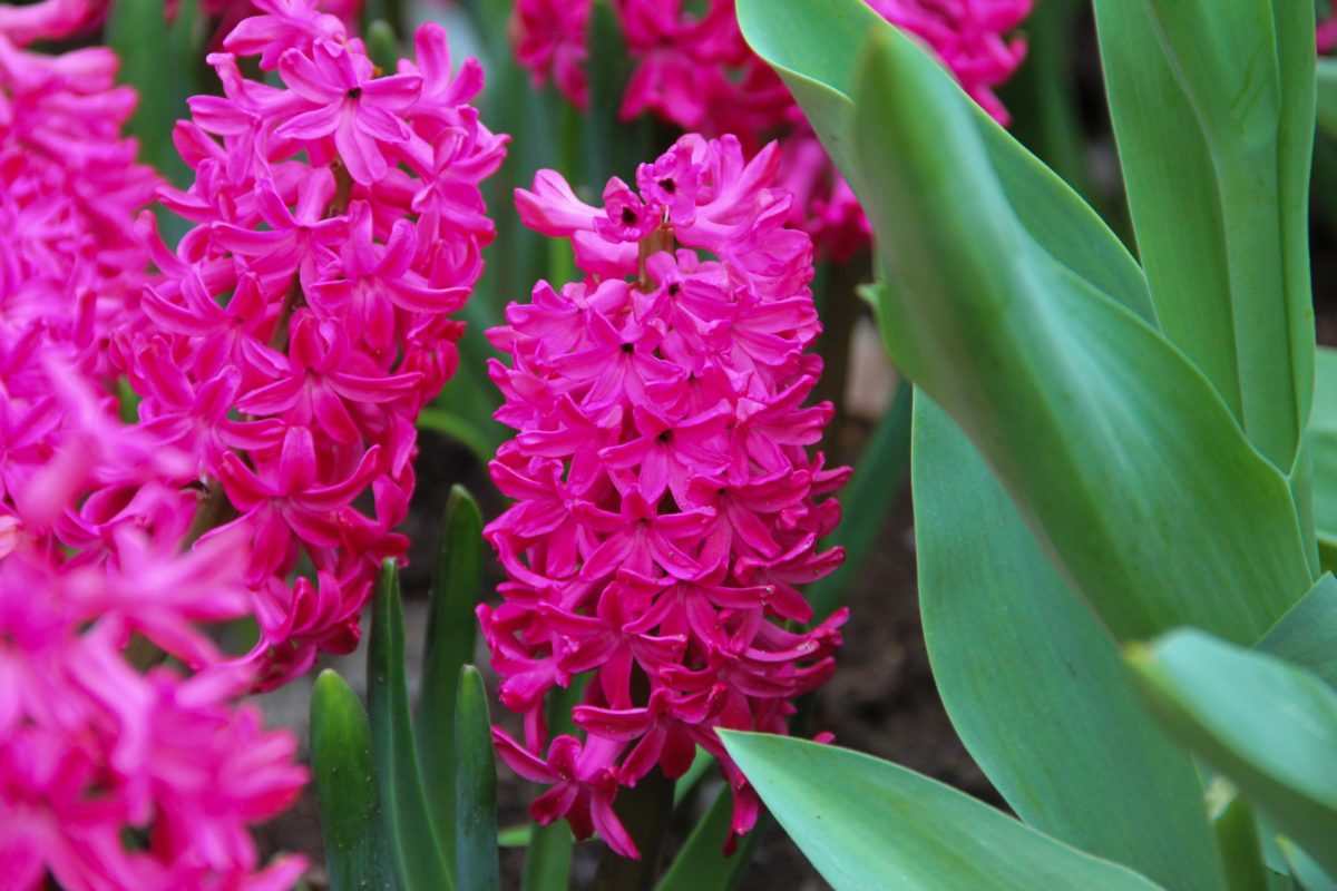 Hyacinthus orientalis ‘Jan Bos’ – Meeuwissen Voorhout – Bloembollen ...
