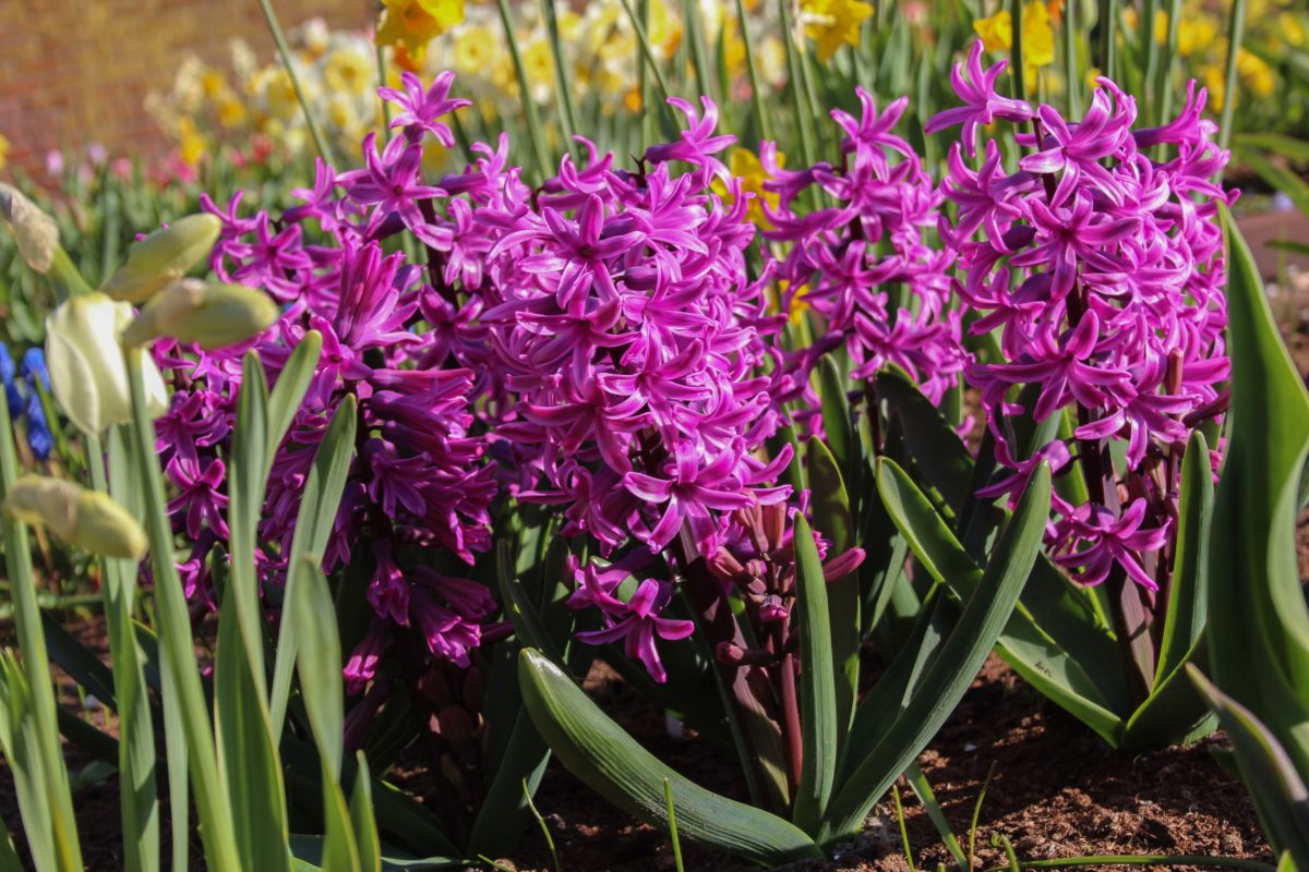 Hyacinthus orientalis ‘Paul Hermann’ – Meeuwissen Voorhout ...