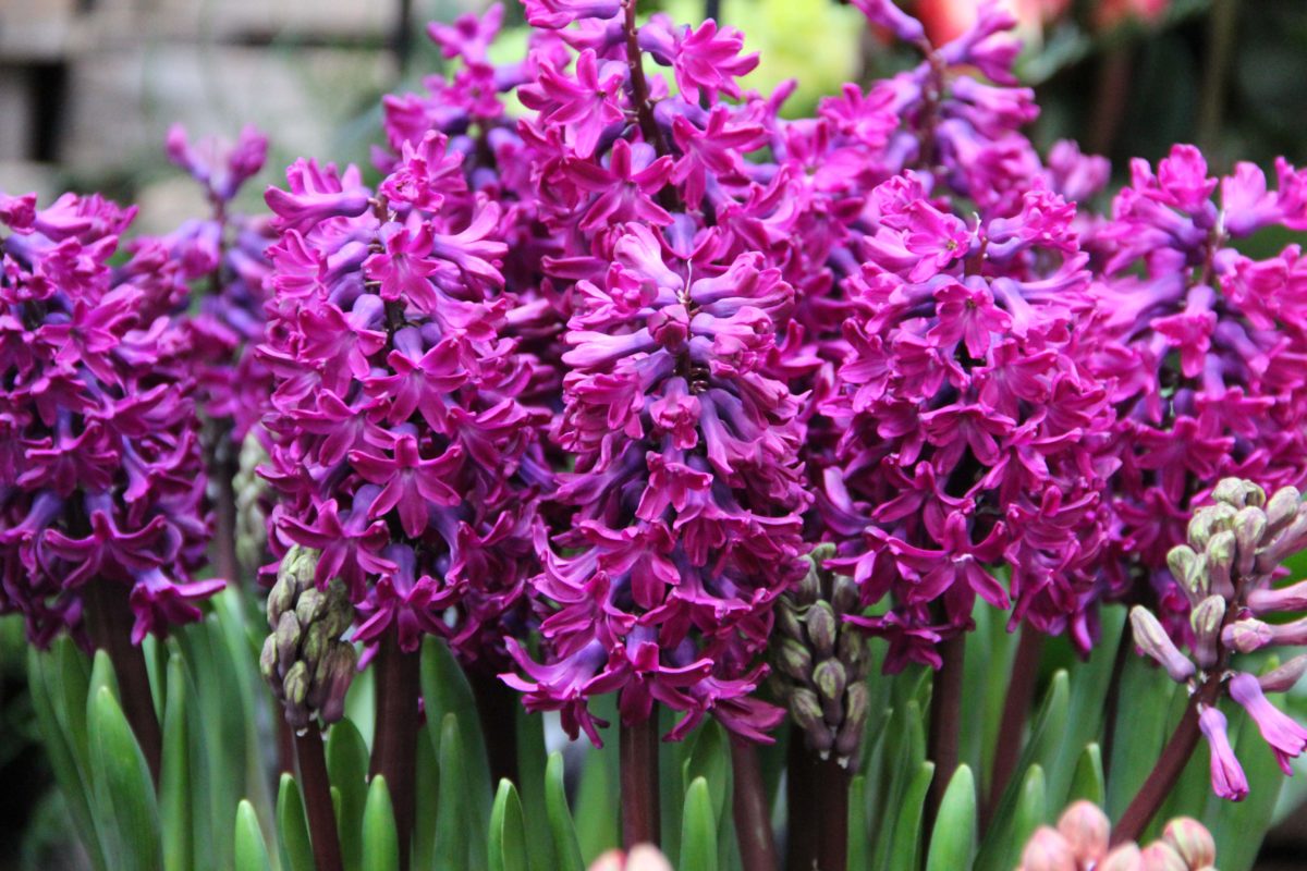Hyacinthus orientalis ‘Woodstock’ – Meeuwissen Voorhout – Bloembollen – Specialist in narcissen ...