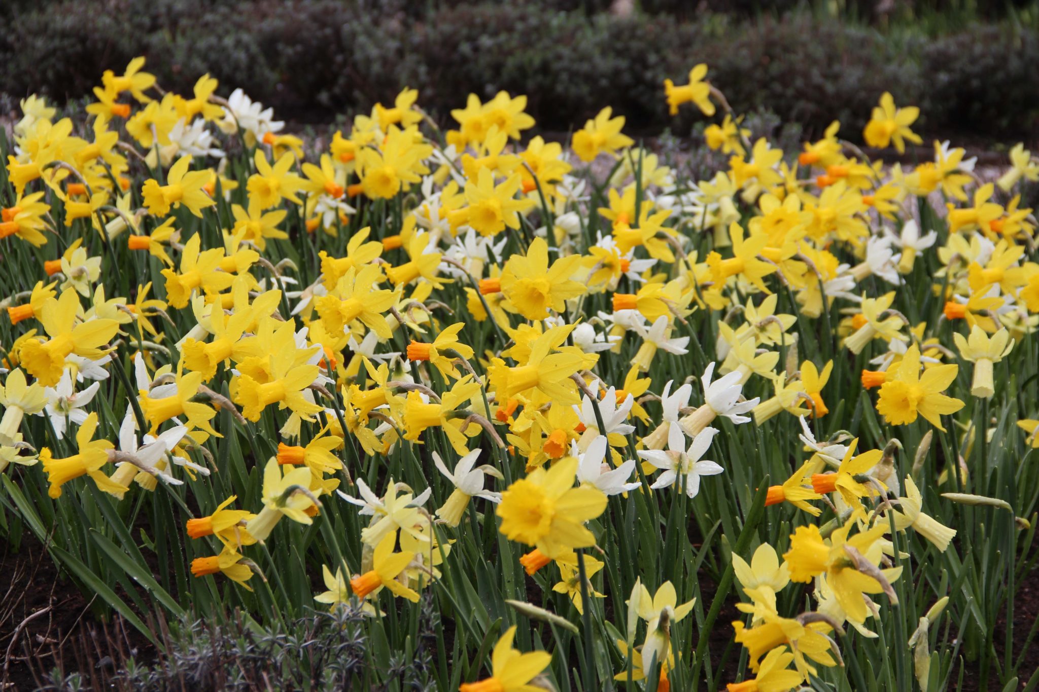 Narcissus botanische mix – Meeuwissen Voorhout – Bloembollen ...