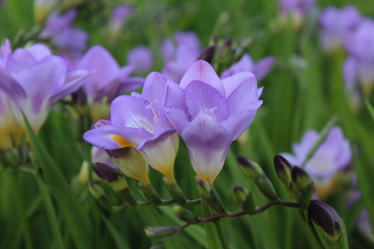 Freesia enkel Blauw – Meeuwissen Voorhout – Bloembollen – Specialist in ...