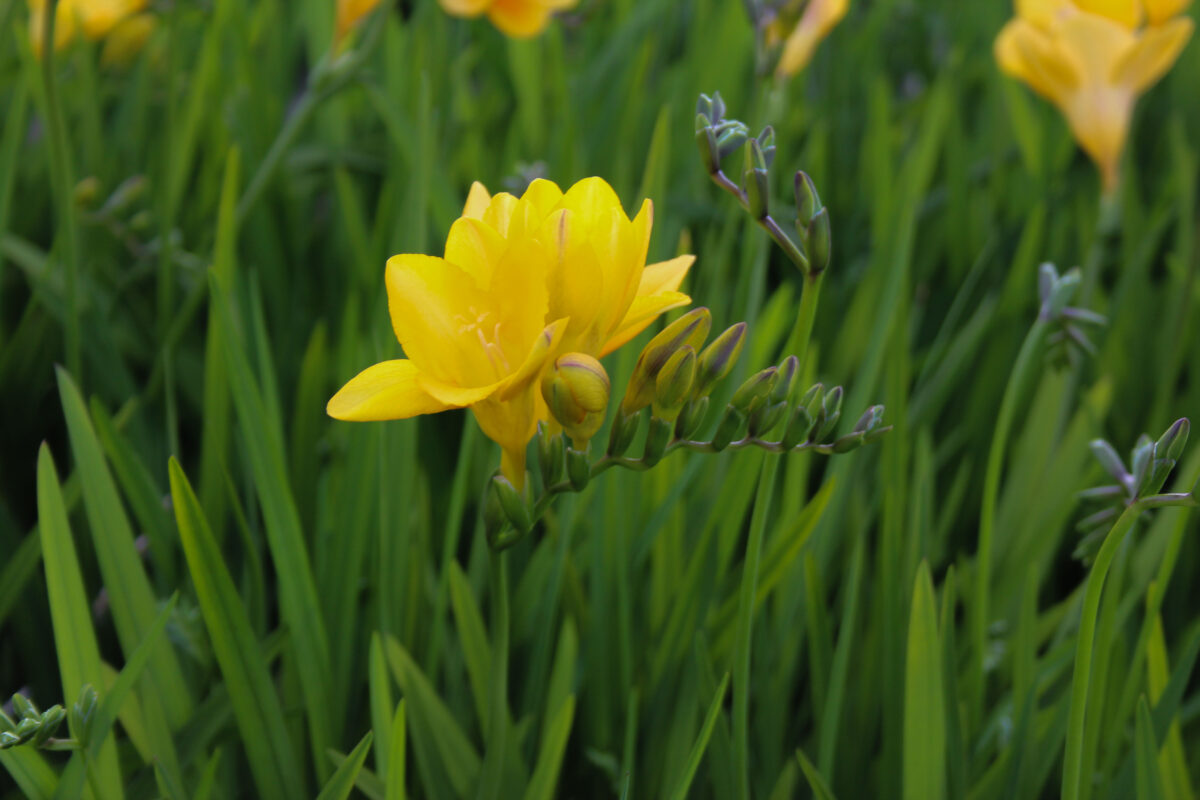Freesia enkel Geel – Meeuwissen Voorhout – Bloembollen – Specialist in ...