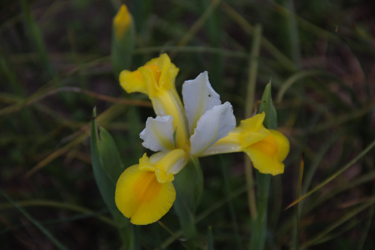 Iris ‘Coco Beach’ – Meeuwissen Voorhout – Flower bulbs – Specialist in ...