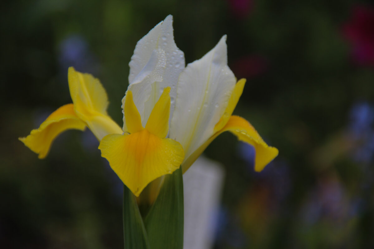 Iris ‘Coco Beach’ – Meeuwissen Voorhout – Flower bulbs – Specialist in ...