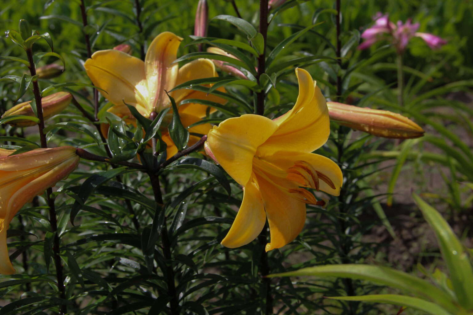 Lilium ‘African Queen’ – Meeuwissen Voorhout – Bloembollen – Specialist ...