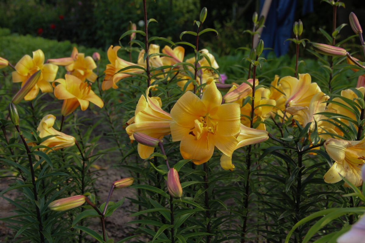 Lilium ‘African Queen’ – Meeuwissen Voorhout – Bloembollen – Specialist ...
