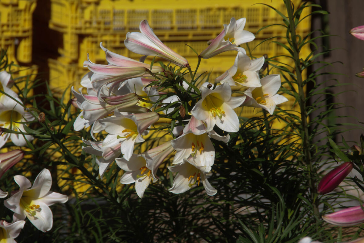 Lilium regale – Meeuwissen Voorhout – Flower bulbs – Specialist in ...