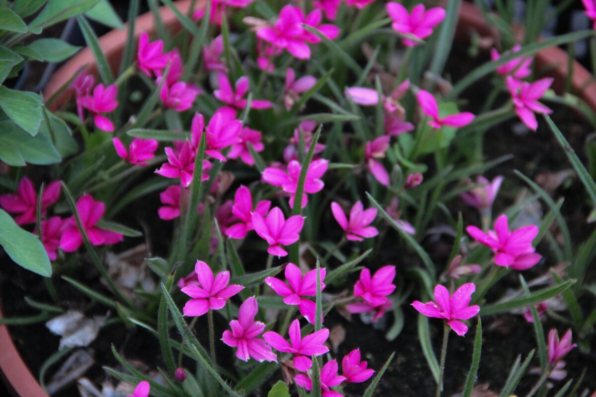 Rhodohypoxis deflexa – Meeuwissen Voorhout – Bloembollen – Specialist ...