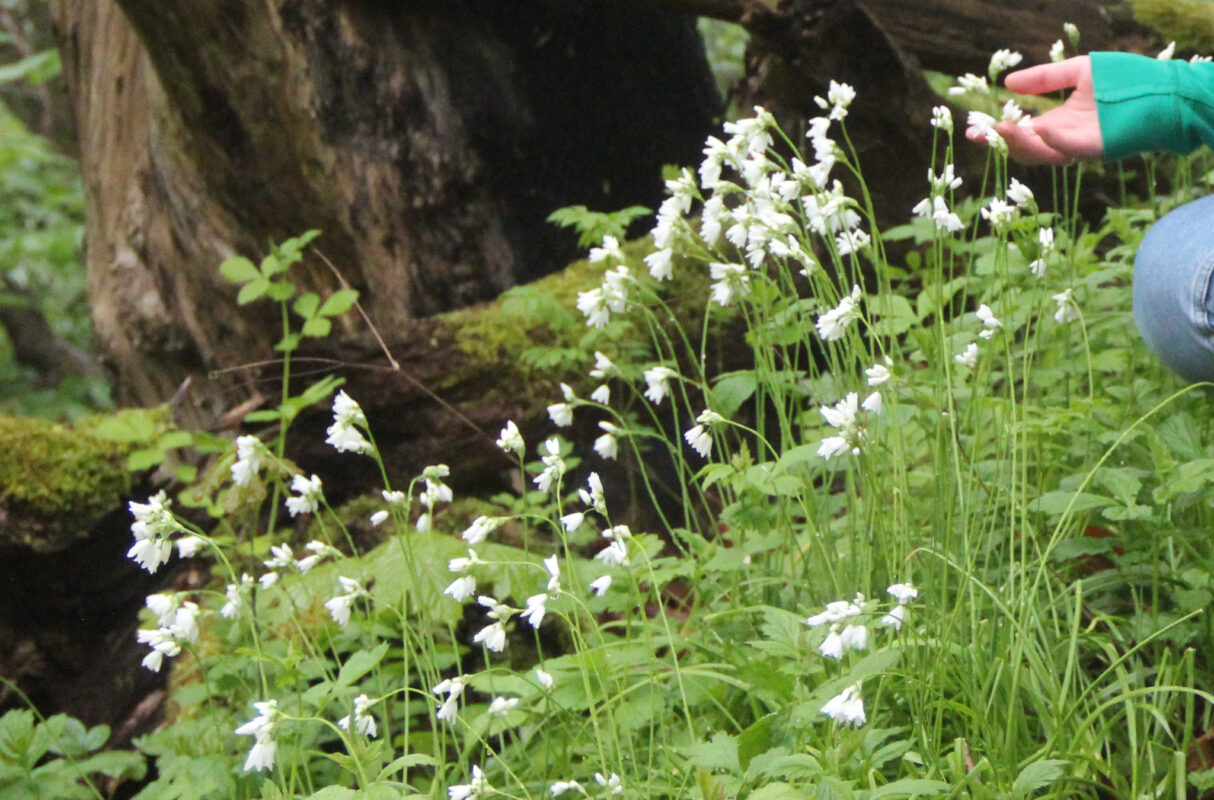 Allium paradoxum var. normale – Meeuwissen Voorhout – Bloembollen ...