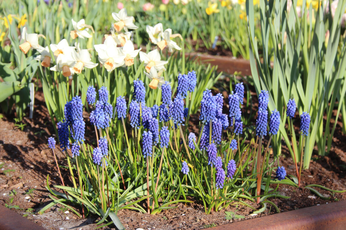 Muscari aucheri ‘Blue Magic’ – Meeuwissen Voorhout – Bloembollen ...