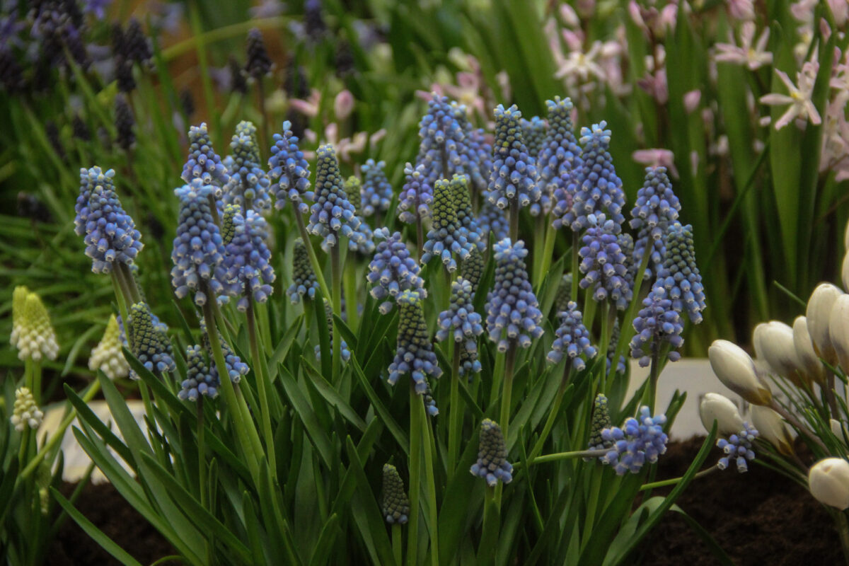 Muscari aucheri ‘Blue Magic’ – Meeuwissen Voorhout – Bloembollen ...