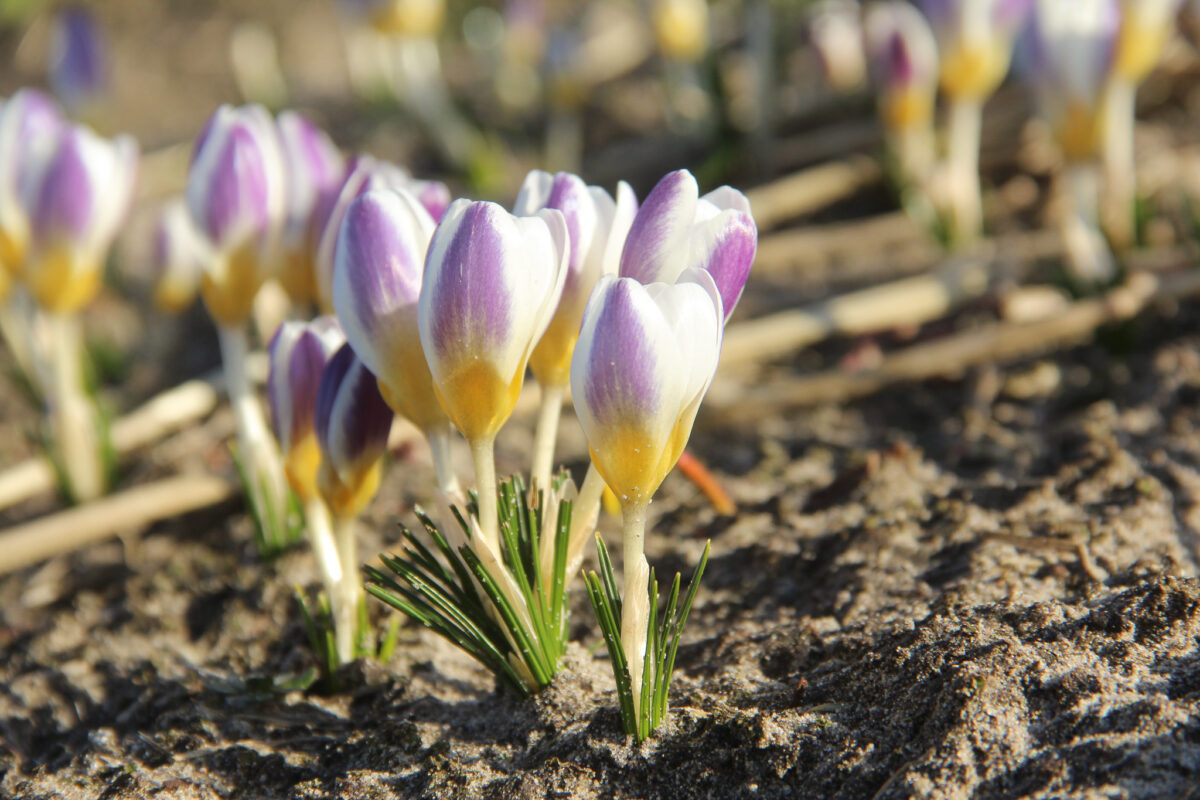 Crocus chrysanthus ‘Blue Bird’ – Meeuwissen Voorhout – Flower bulbs ...