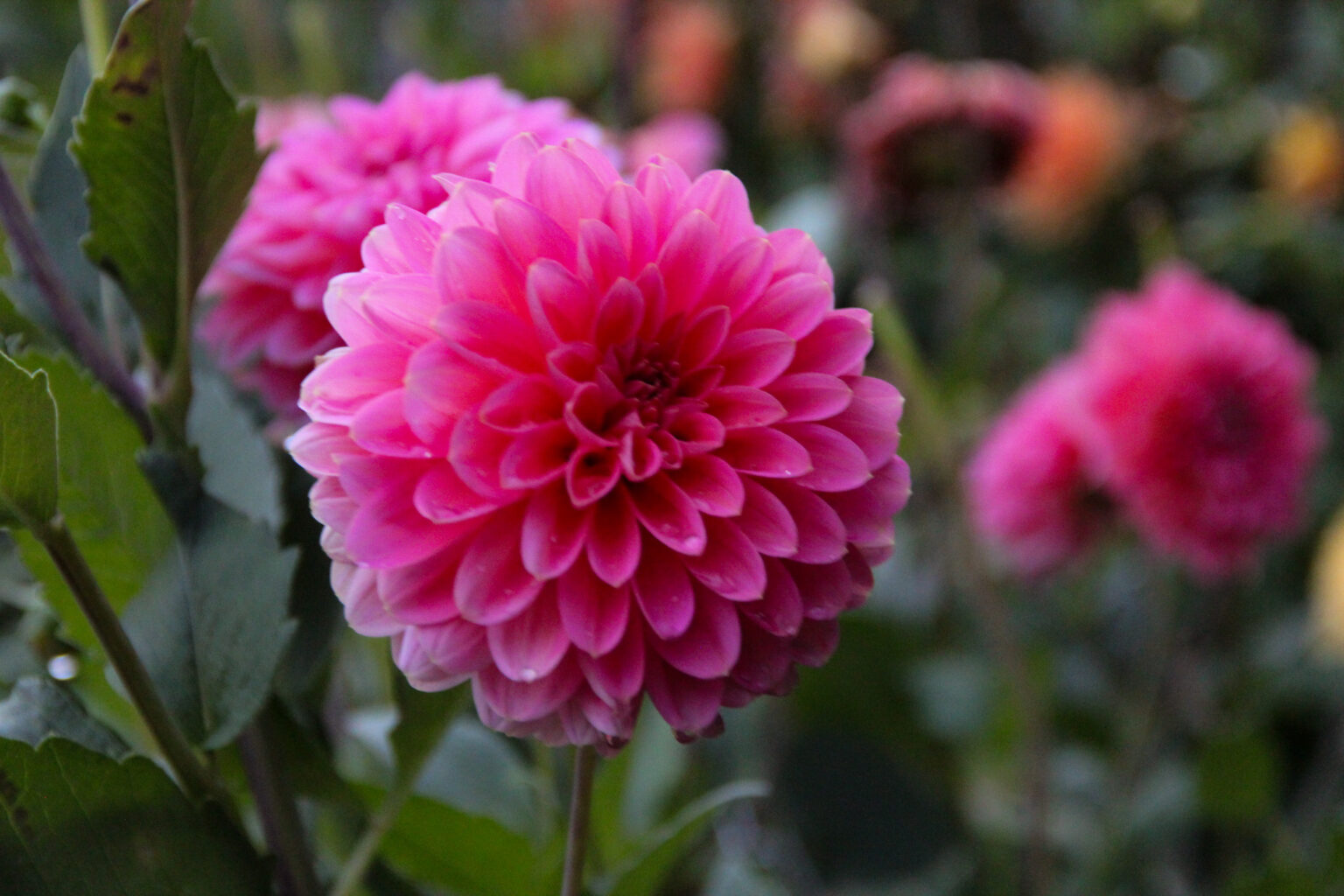 Dahlia ‘Pink Runner’ – Meeuwissen Voorhout – Bloembollen – Specialist ...
